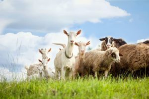 Import Requirements | Sheep & Goats – Idaho State Department of Agricuture
