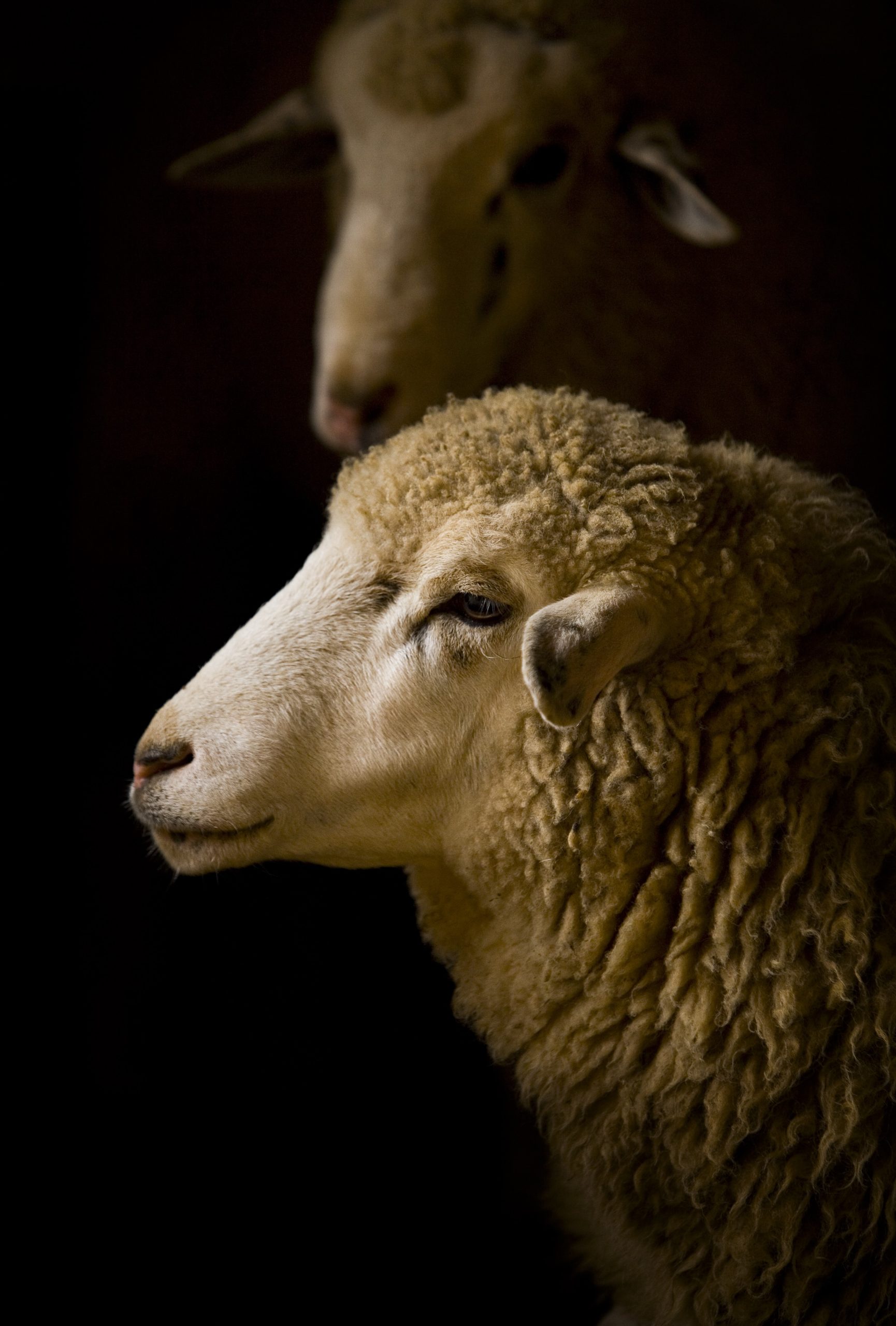 Import Requirements | Sheep & Goats – Idaho State Department of Agricuture