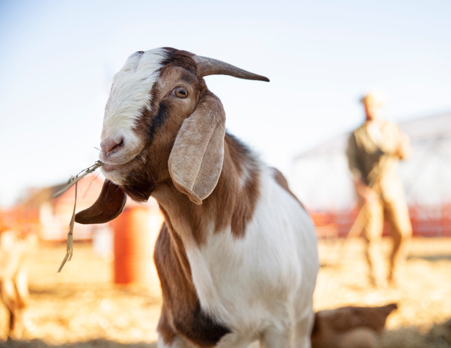 Import Requirements | Sheep & Goats – Idaho State Department of Agricuture