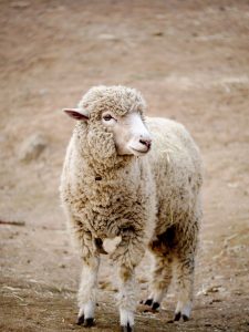 Import Requirements | Sheep & Goats – Idaho State Department of Agricuture