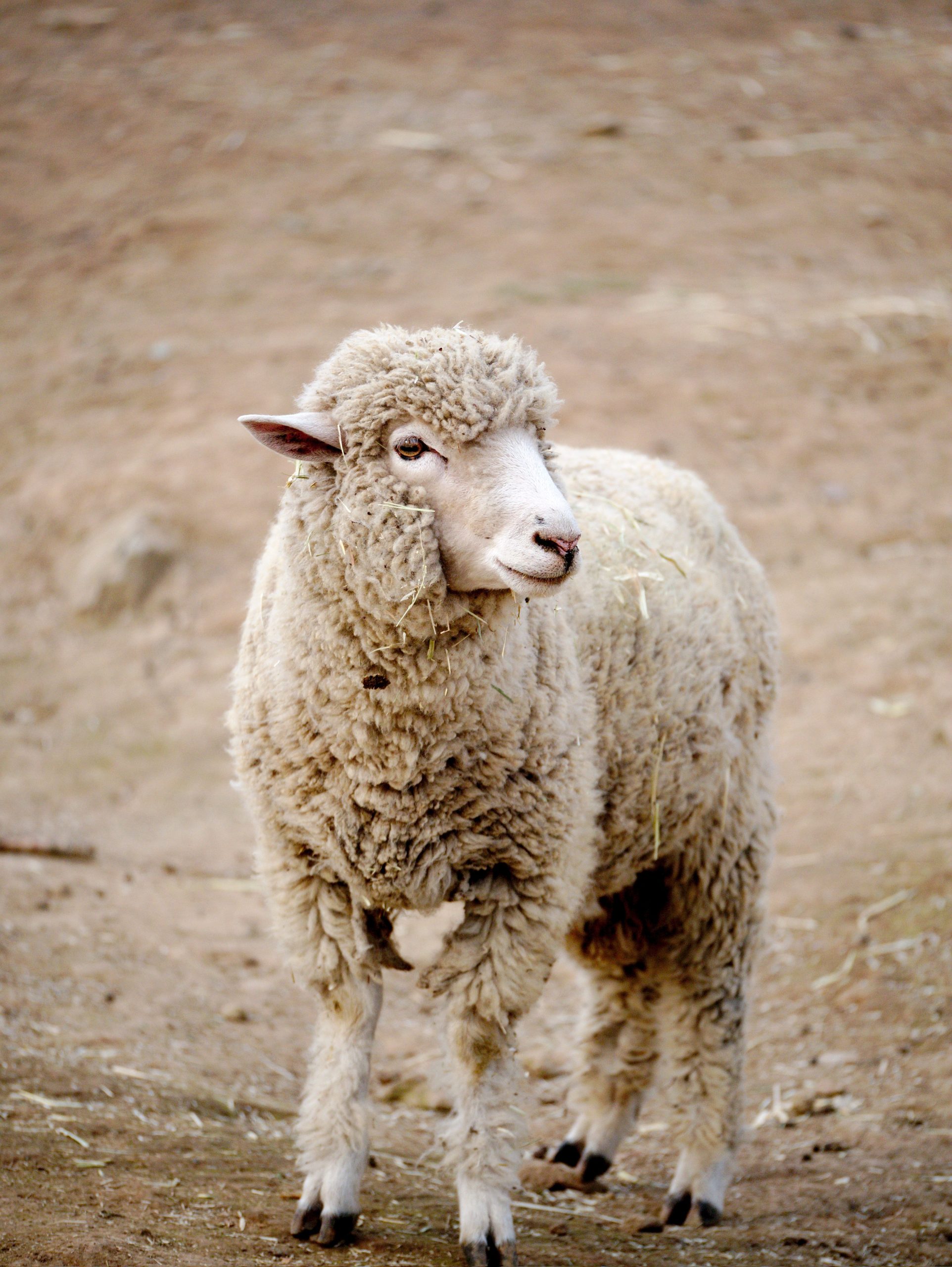 Import Requirements | Sheep & Goats – Idaho State Department of Agricuture