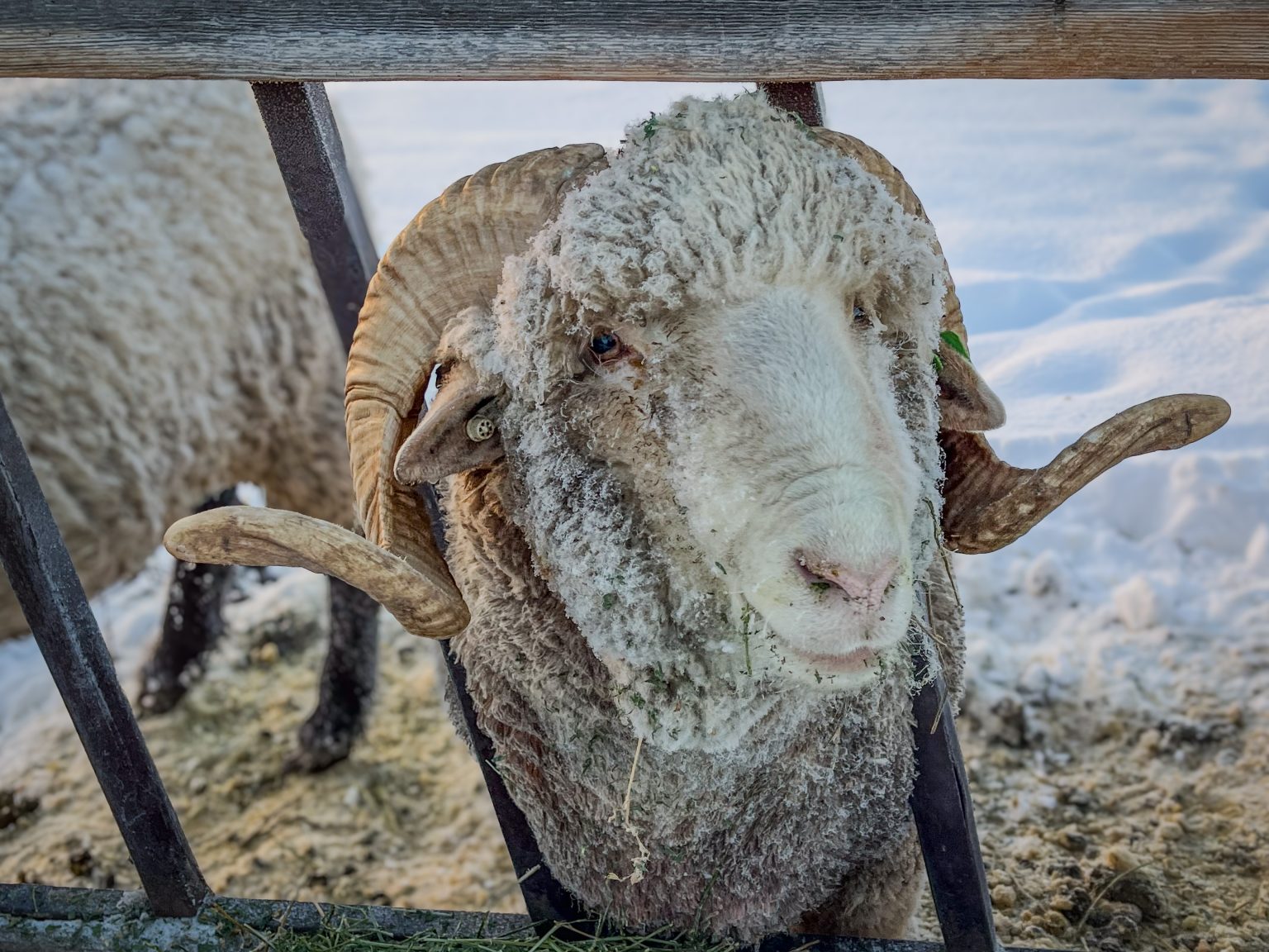 Import Requirements | Sheep & Goats – Idaho State Department of Agricuture