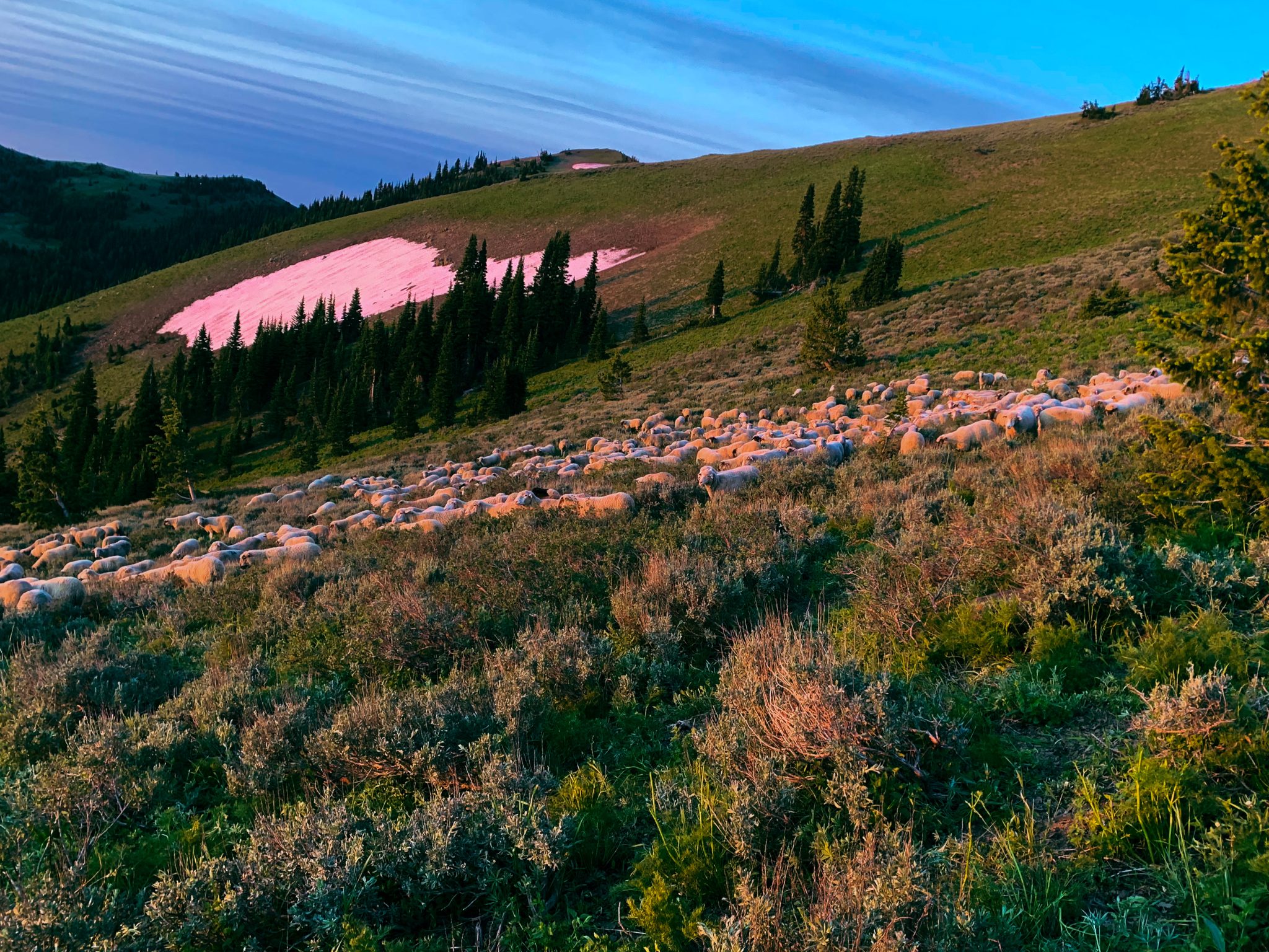 Welcome to Sheep & Goats – Idaho State Department of Agricuture
